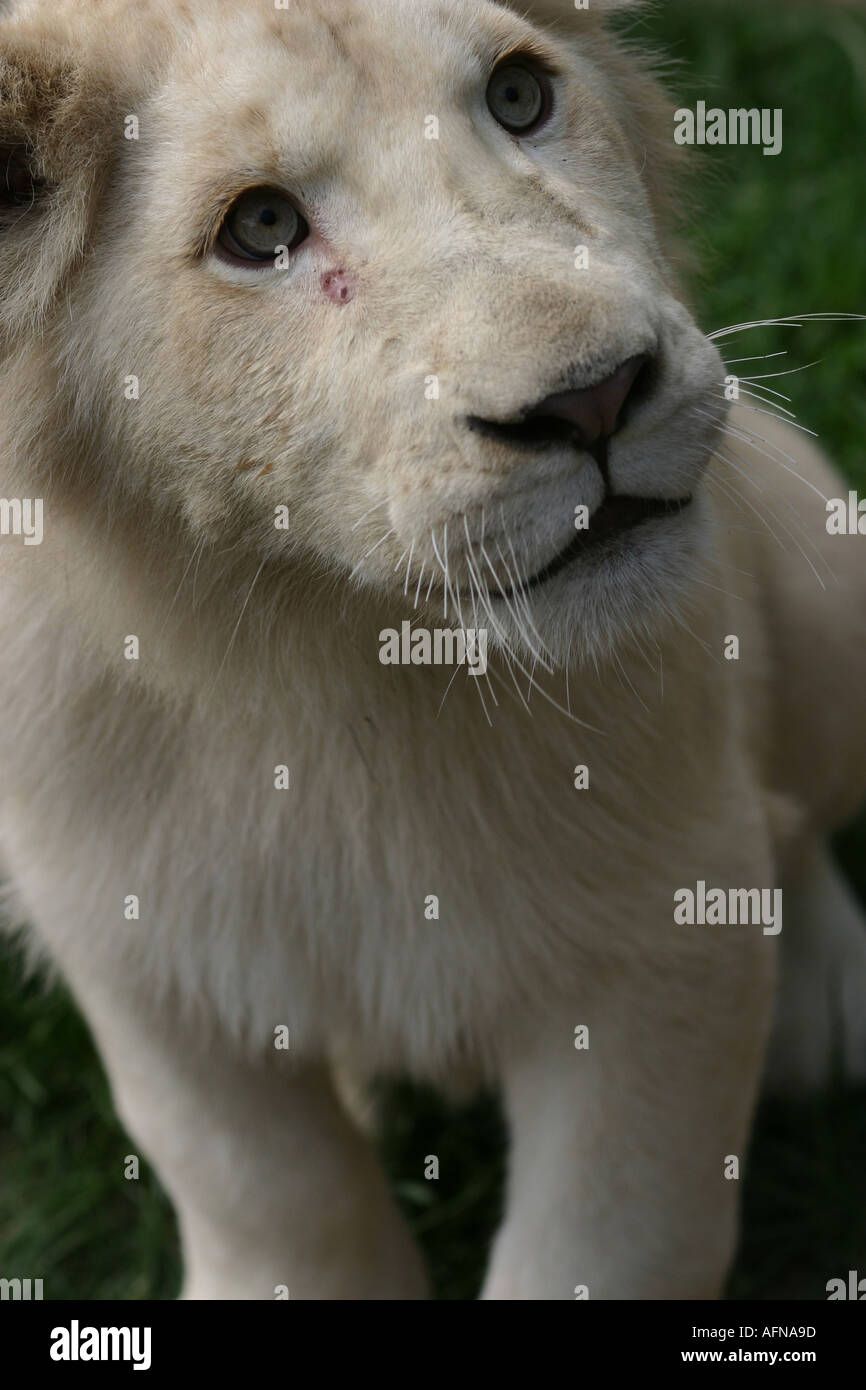 White lion cub Stock Photo - Alamy