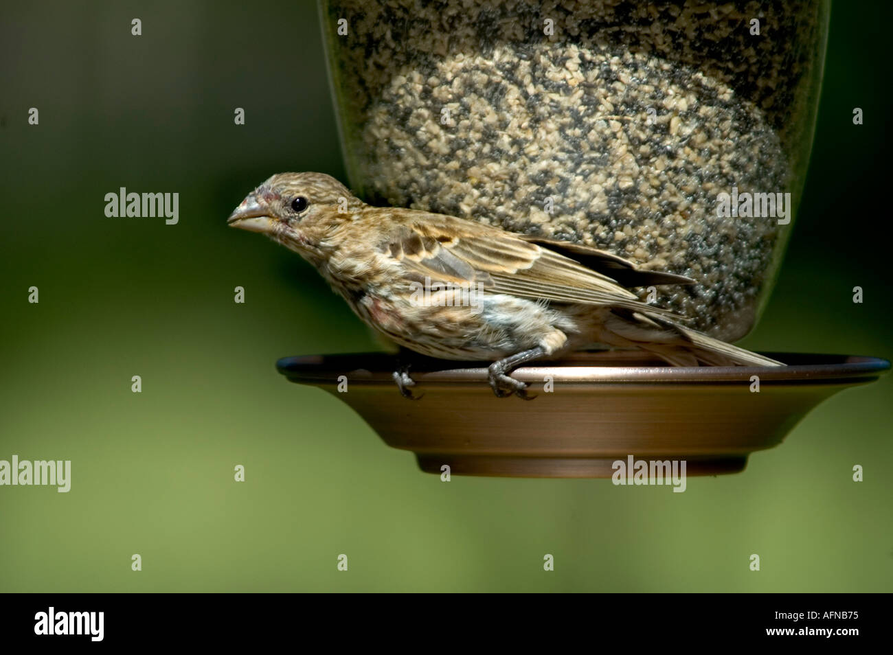 Birds eating seed at a bird feeder feeding station Stock Photo - Alamy