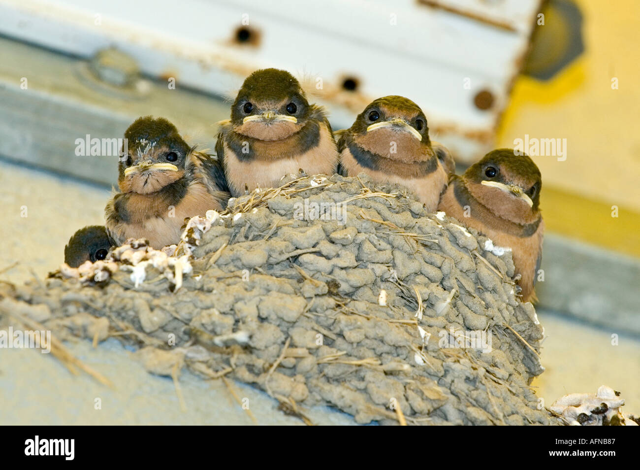 Mother Barn Swallow brings food to her brood of 5 babies Stock Photo ...