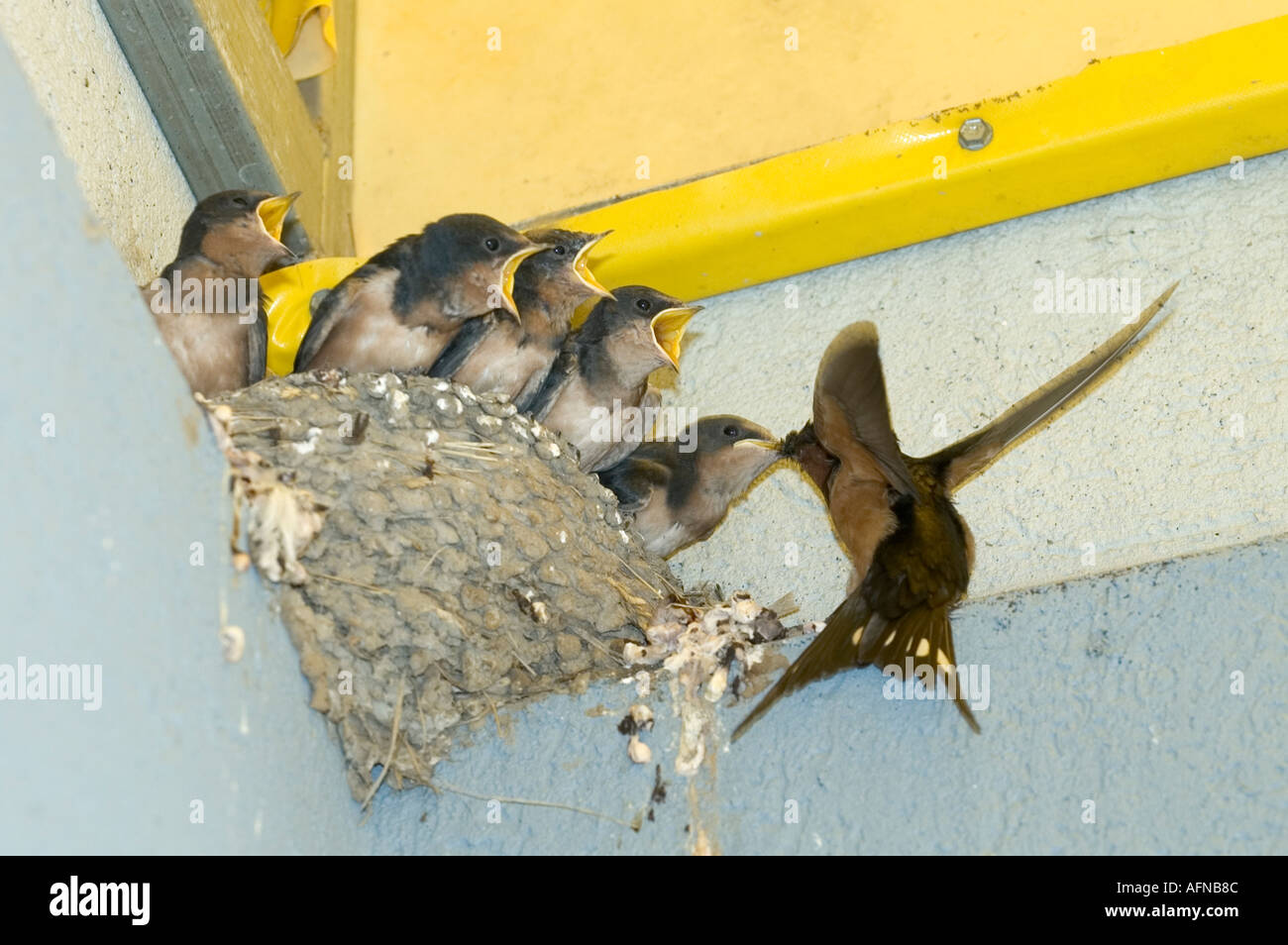 Mother Barn Swallow brings food to her brood of 5 babies Stock Photo ...