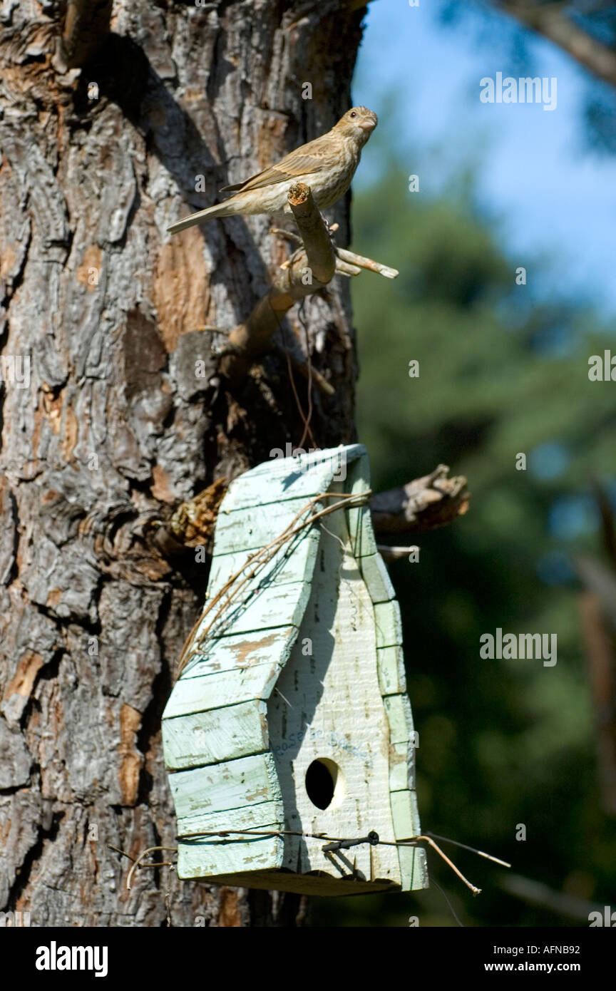 Bird stands guard over her young in a bird house Stock Photo - Alamy