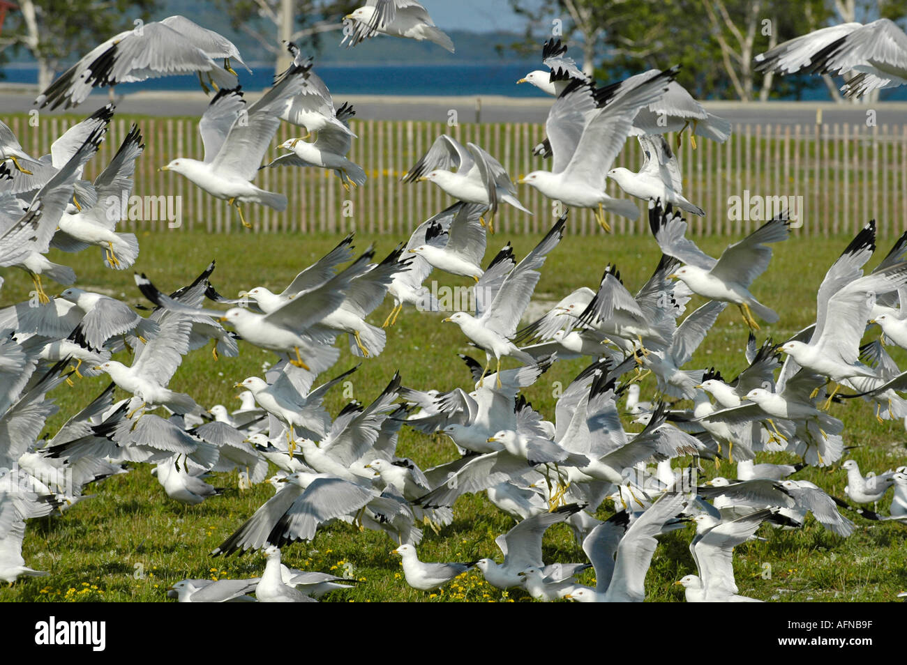 Flight pattern hi-res stock photography and images - Alamy