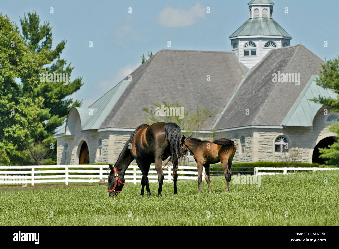 Kentucky Horse park and surrounding horse farms in Lexington KY Stock ...