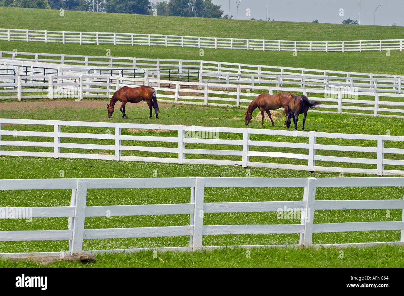 Kentucky Horse park and surrounding horse farms in Lexington KY Stock ...