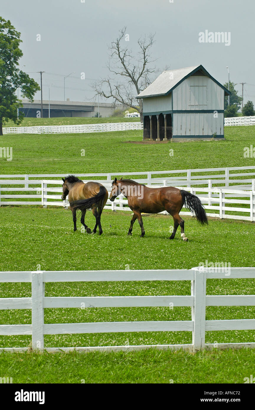 Kentucky Horse park and surrounding horse farms in Lexington KY Stock ...