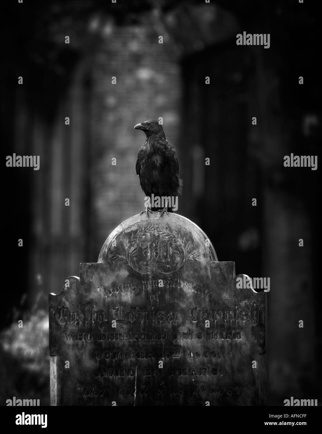 crow on tombstone, Old Bromton Cementery,London,England Stock Photo - Alamy
