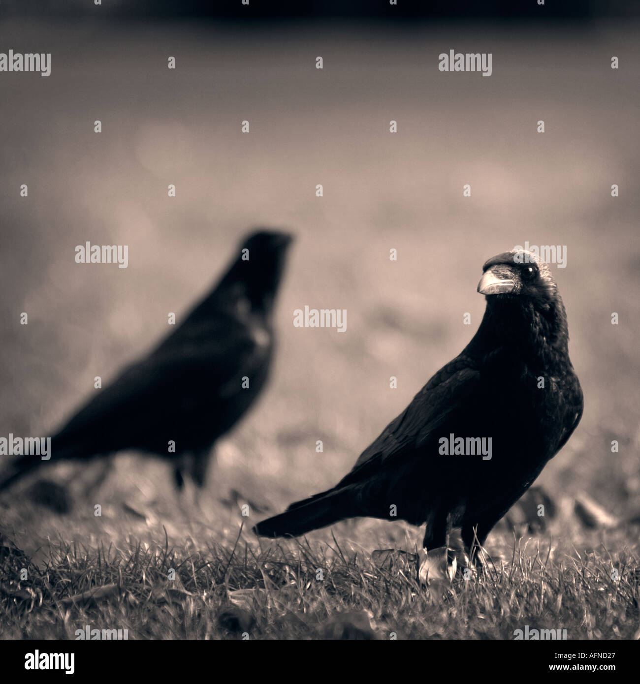 urban crows,London,England crows Stock Photo - Alamy