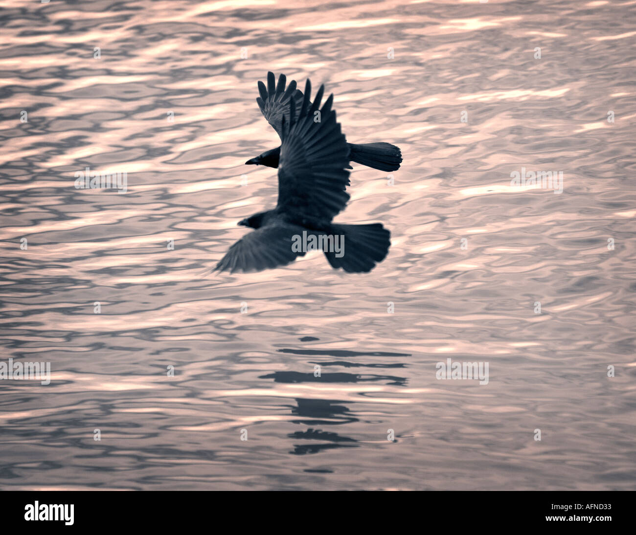 mating crows flying over a lake Stock Photo - Alamy