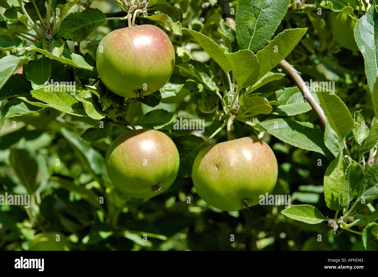 Apples in the middle stage of growth not ripe hangs from trees in an ...