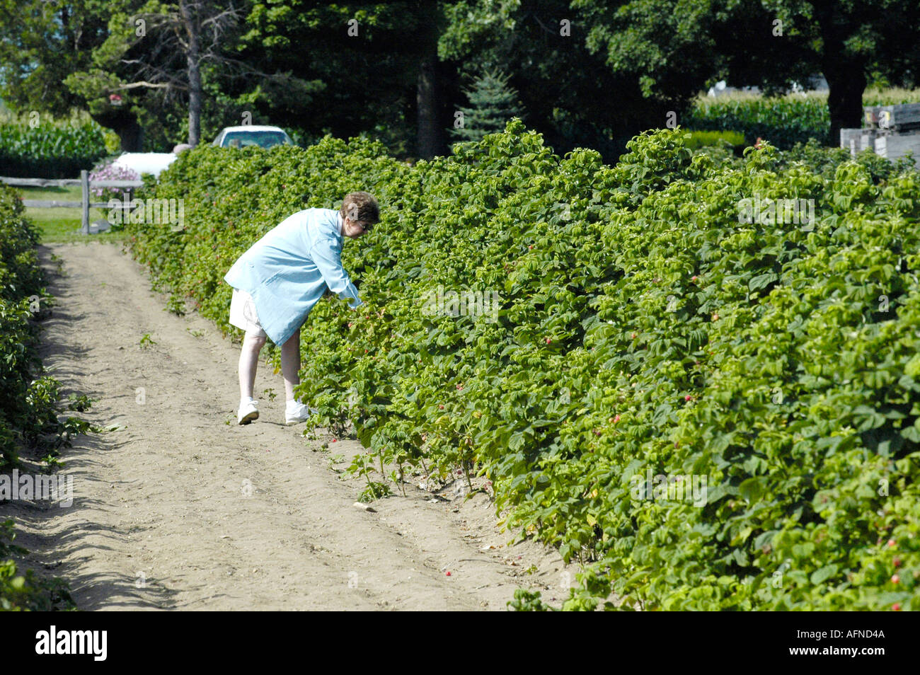 U pick berry field hi-res stock photography and images - Alamy