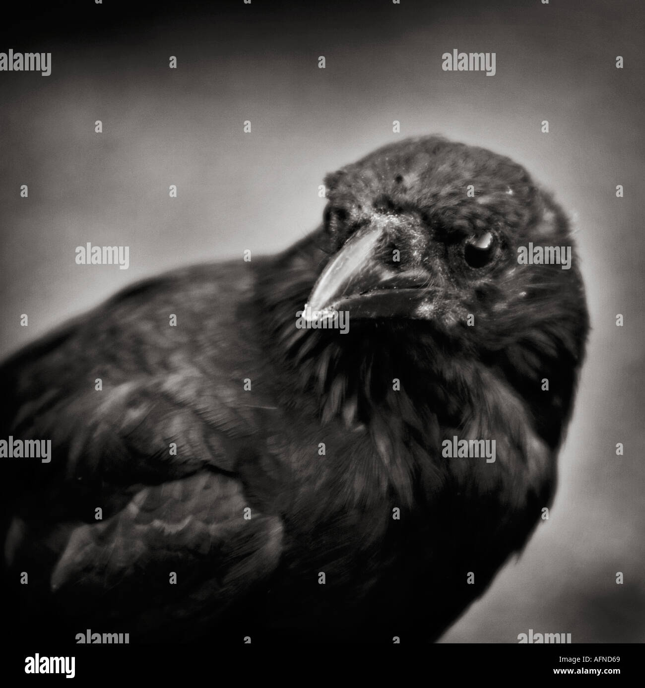 Raven death hi-res stock photography and images - Alamy