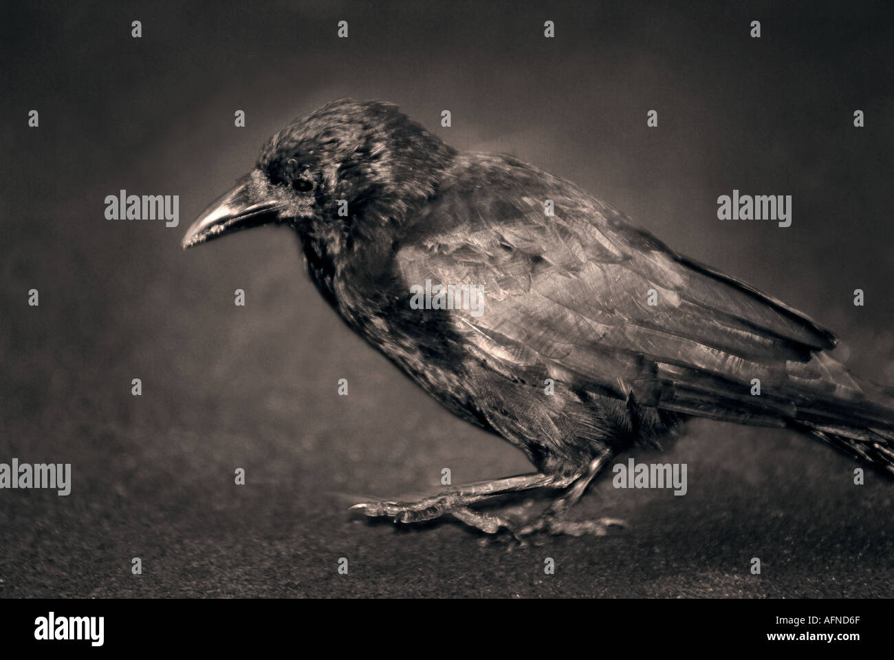 Secret crow hi-res stock photography and images - Alamy