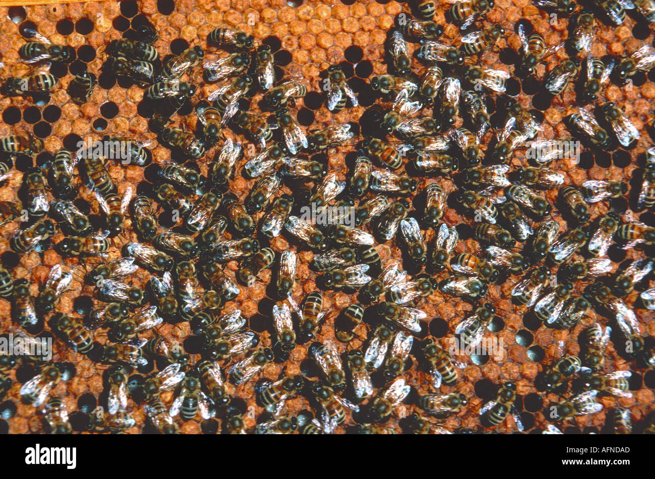 Honey bees swarm on a honey comb Stock Photo - Alamy