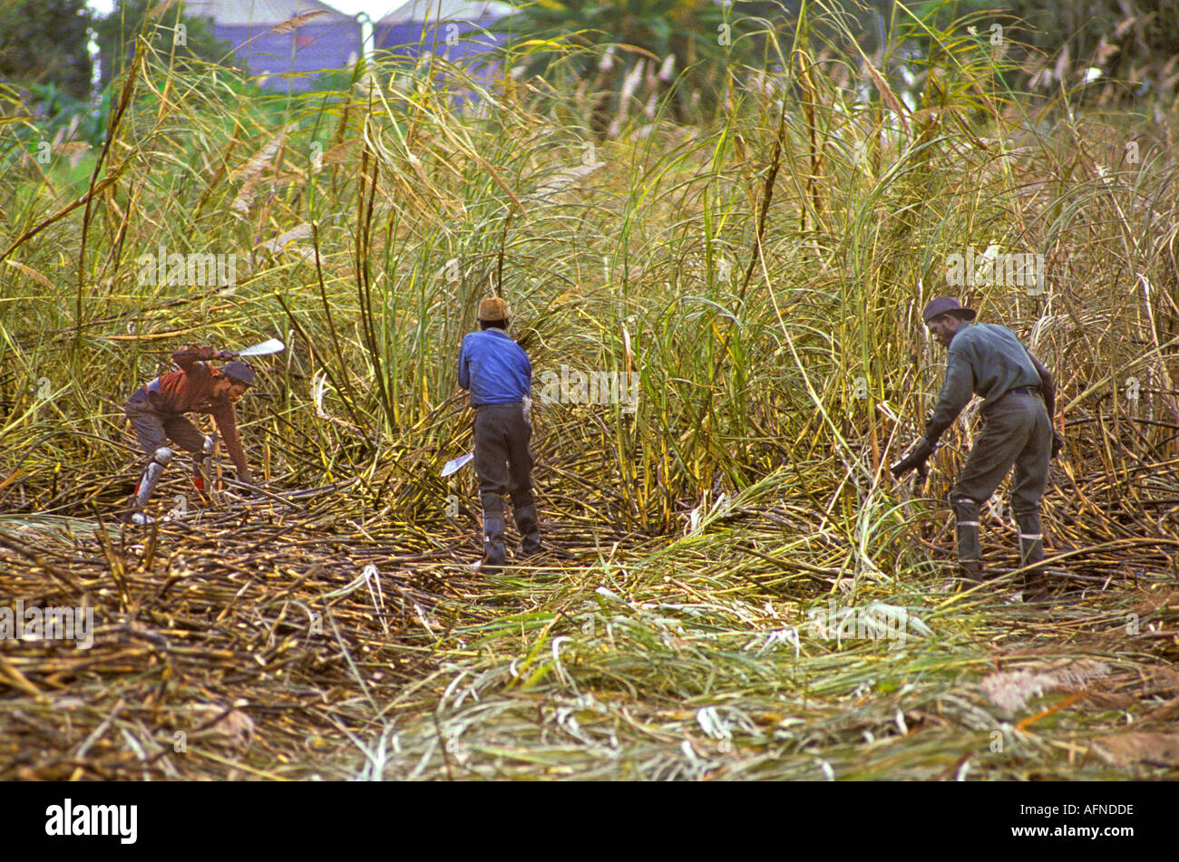 Agriculture farming everglades hi-res stock photography and images - Alamy