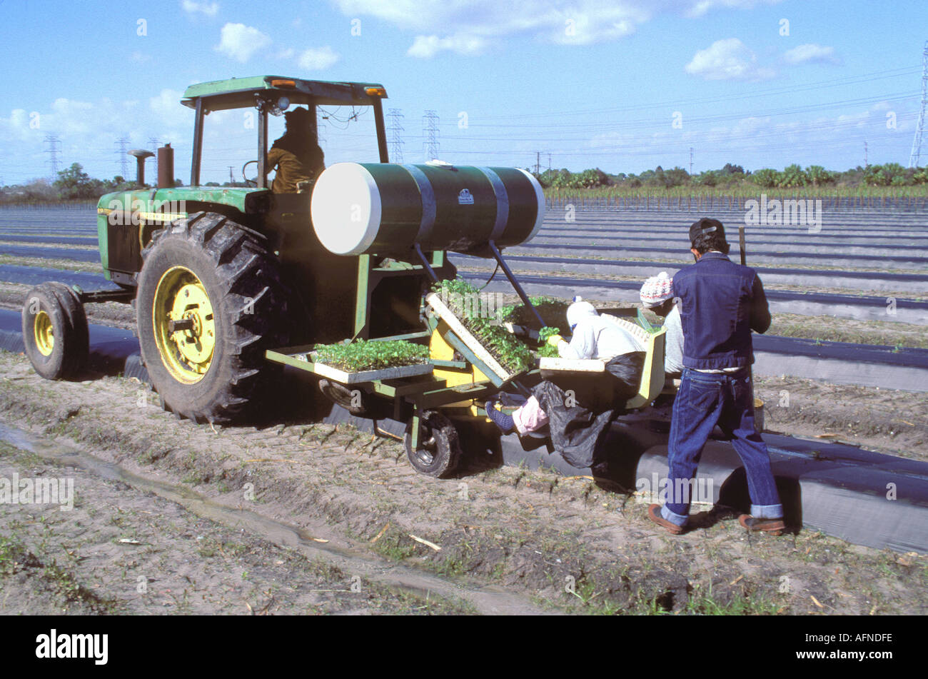 Farmers plant new tomato plants in field in Ruskin Florida Stock Photo ...