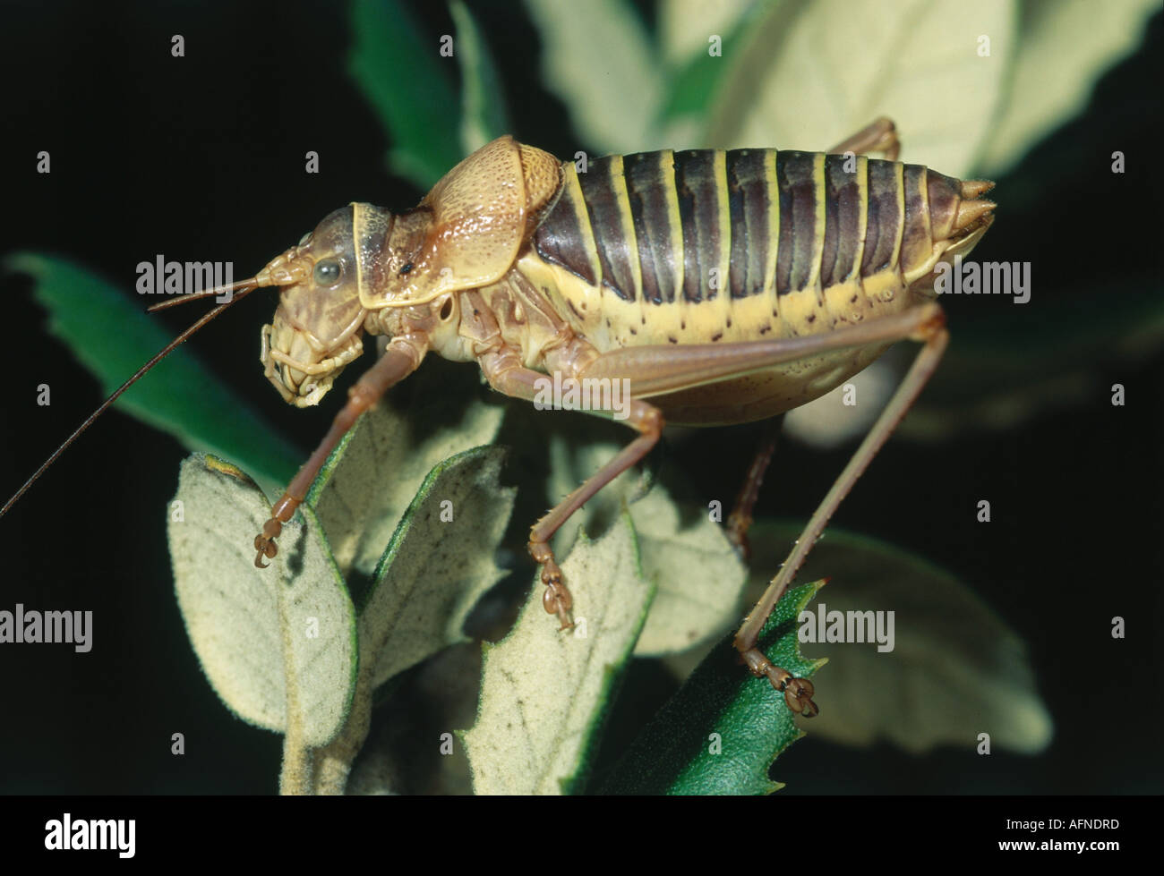 Europe insects hi-res stock photography and images - Alamy