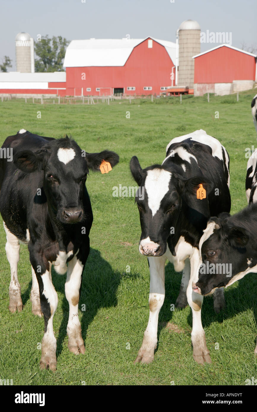 Indiana shipshewana amish farm tour hi-res stock photography and images ...