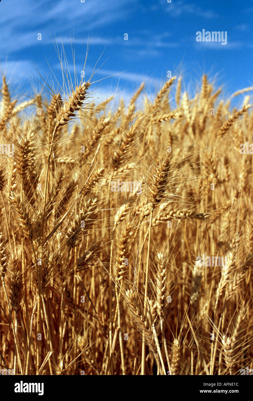 Typical midwest wheat field Michigan Stock Photo - Alamy
