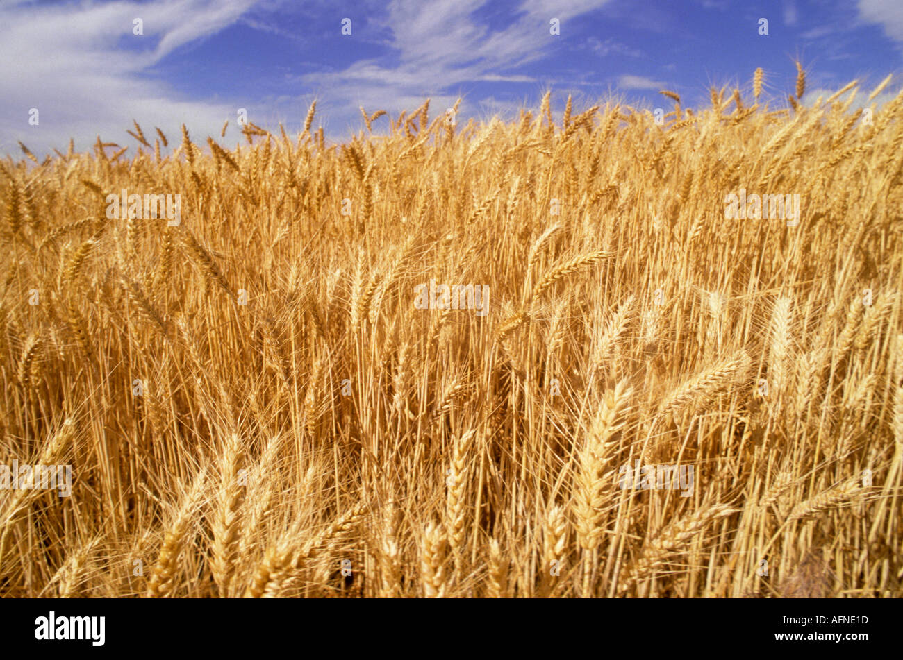 Typical midwest hi-res stock photography and images - Alamy