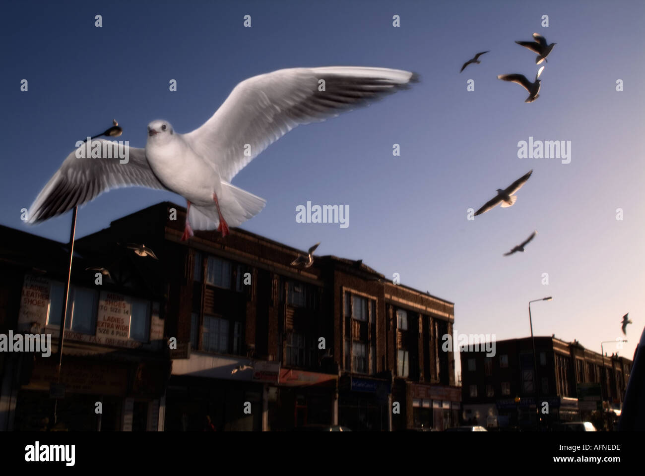 Birds flying over suburban street London England Stock Photo - Alamy