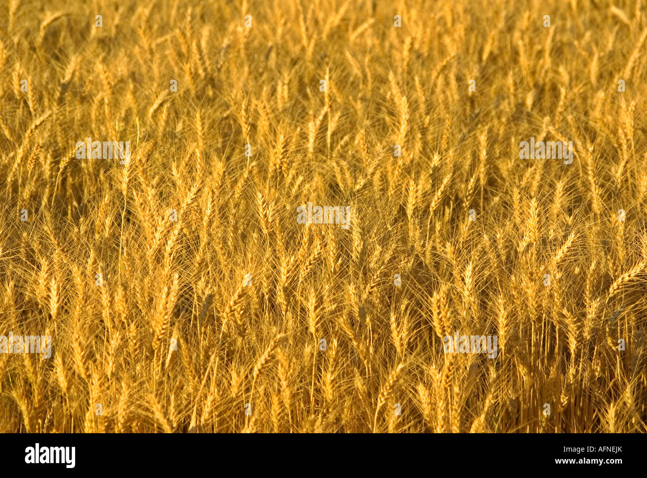 Wheat field Palouse Washington Golden Stock Photo - Alamy