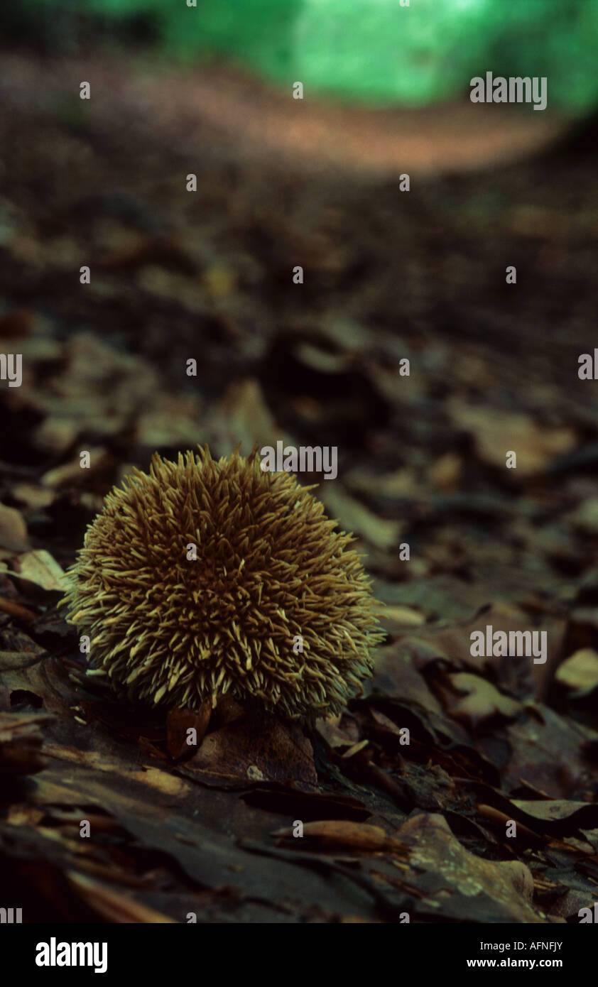 Lycoperdon echinatum hi-res stock photography and images - Alamy