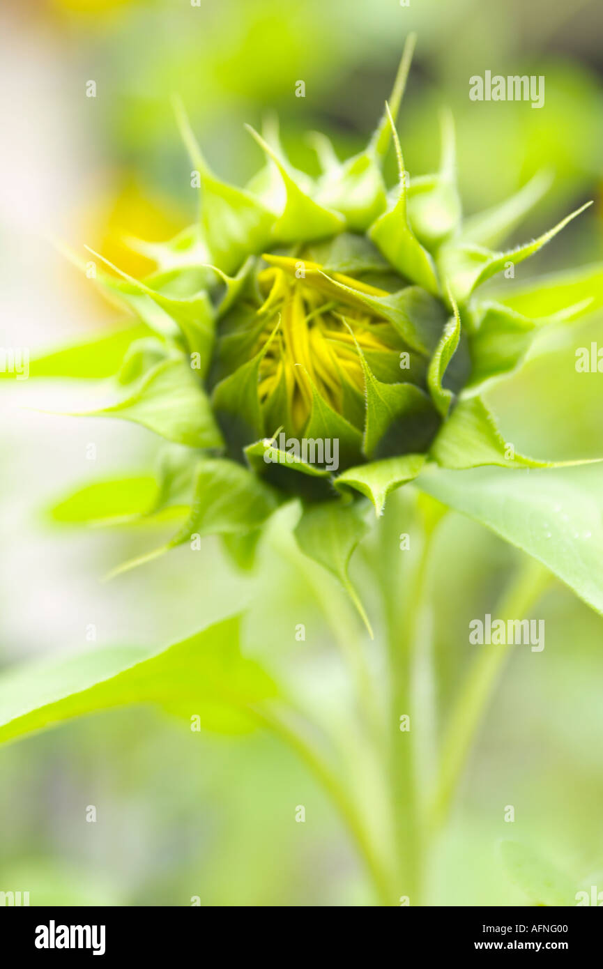 Opening bloom of a sunflower Stock Photo - Alamy