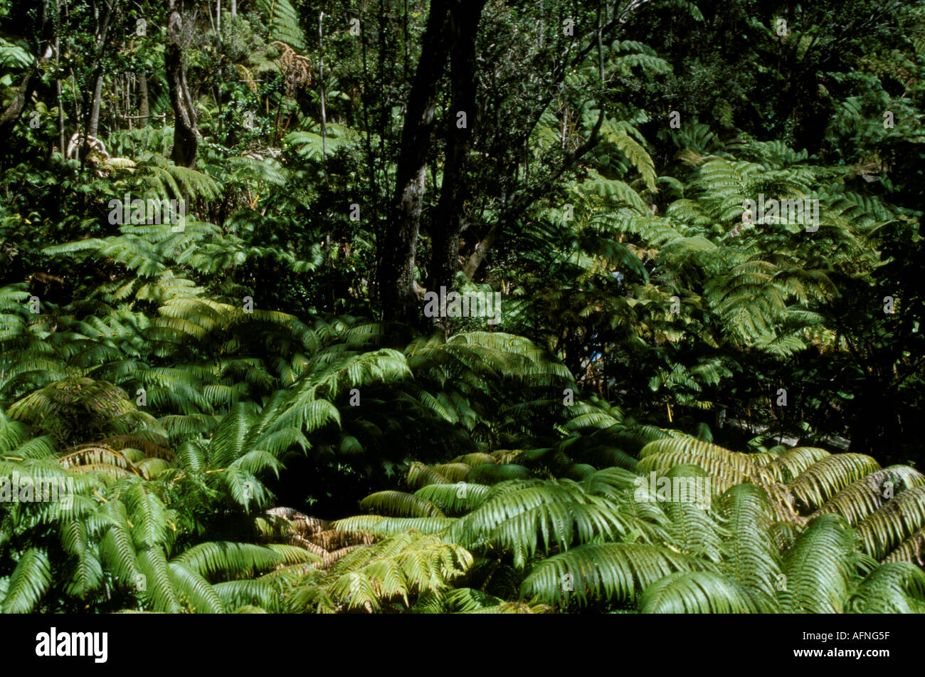 Rain Forest Volcanoes National Park Hilo Hawaii Stock Photo - Alamy