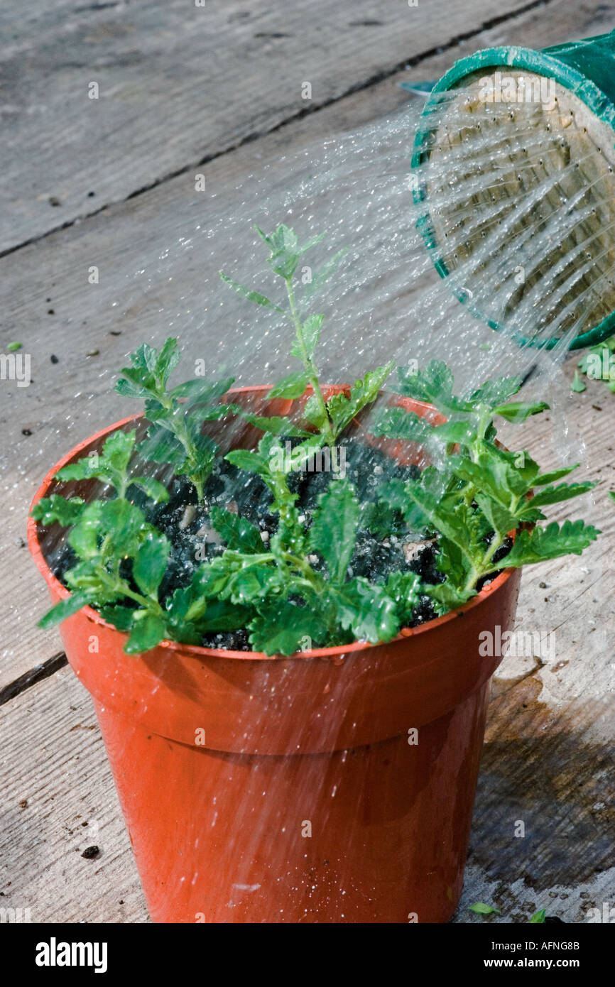 Creeping Germander Teucrium Chamaedrys Pro Status