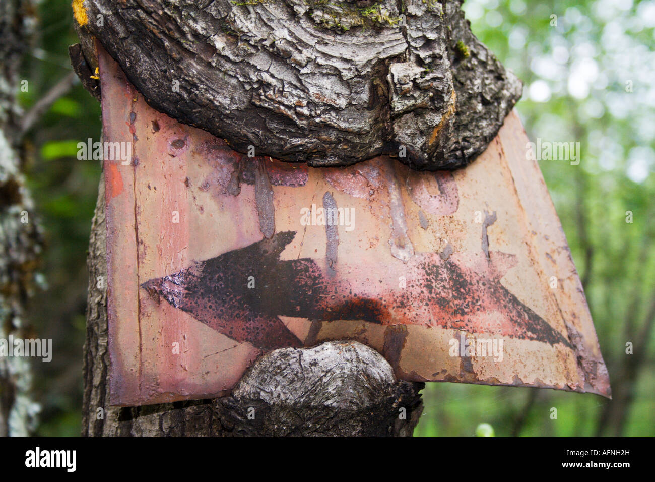 ingrown in the tree trank sign in the form of arrow Stock Photo - Alamy