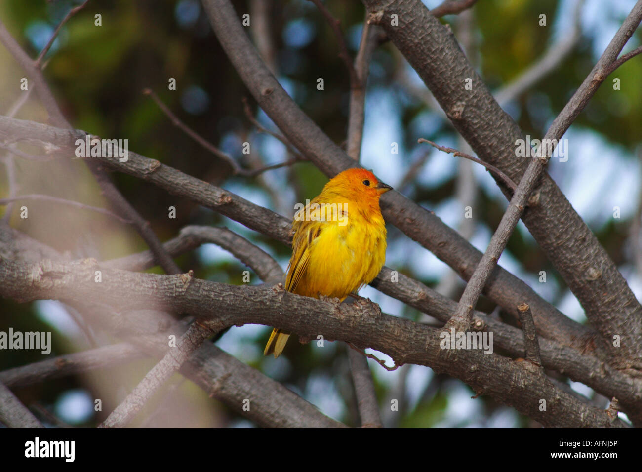 Serinus canarius hi-res stock photography and images - Alamy