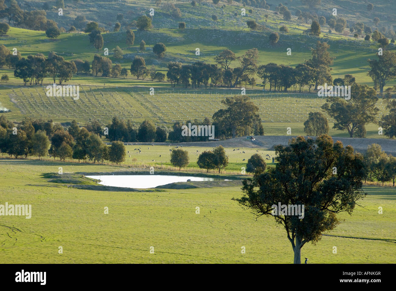 Fields and trees on hillside in Australian countryside with small lake ...