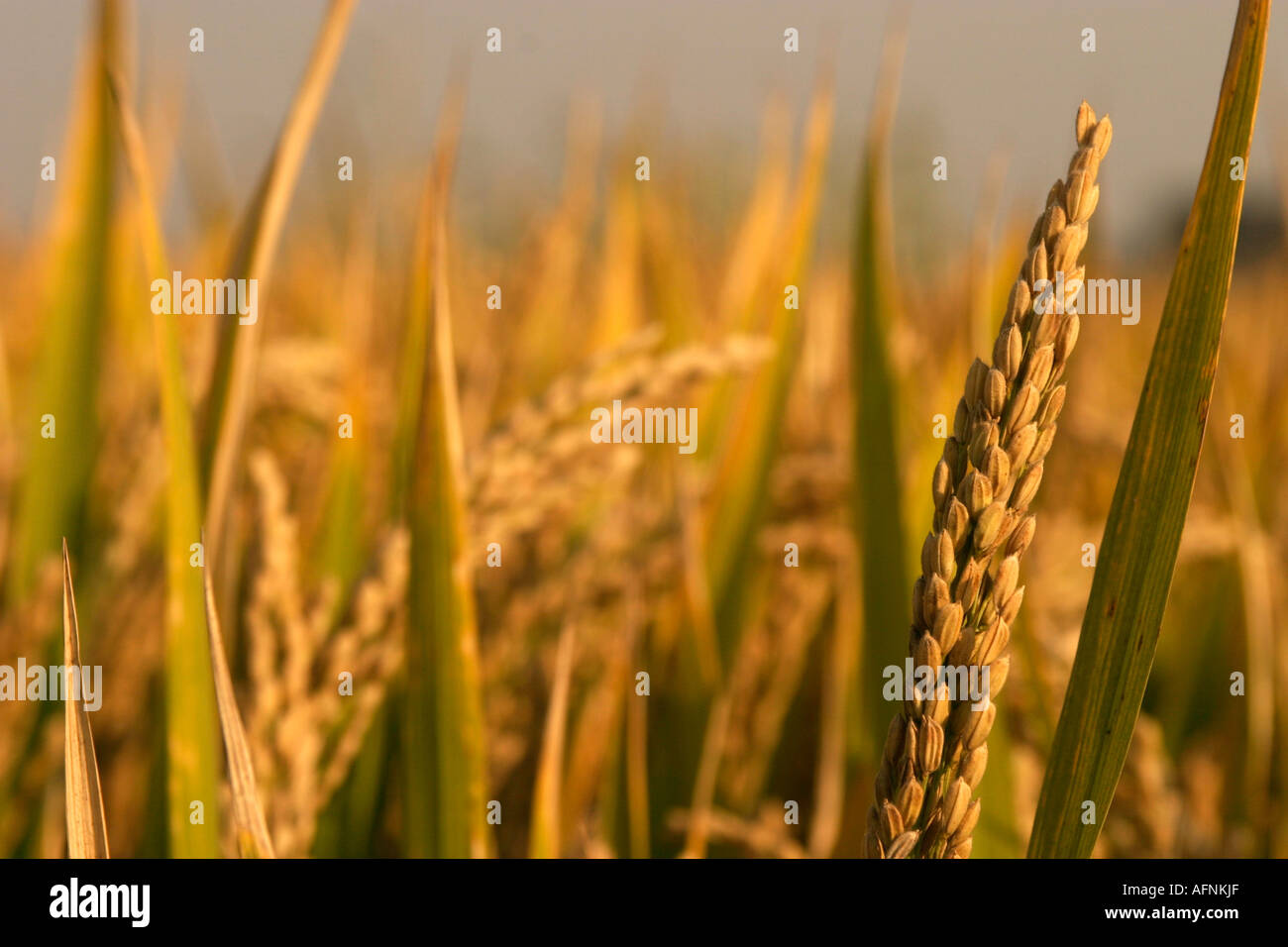 Shanghai, China. Corn ready for harvesting in a small plot on the ...