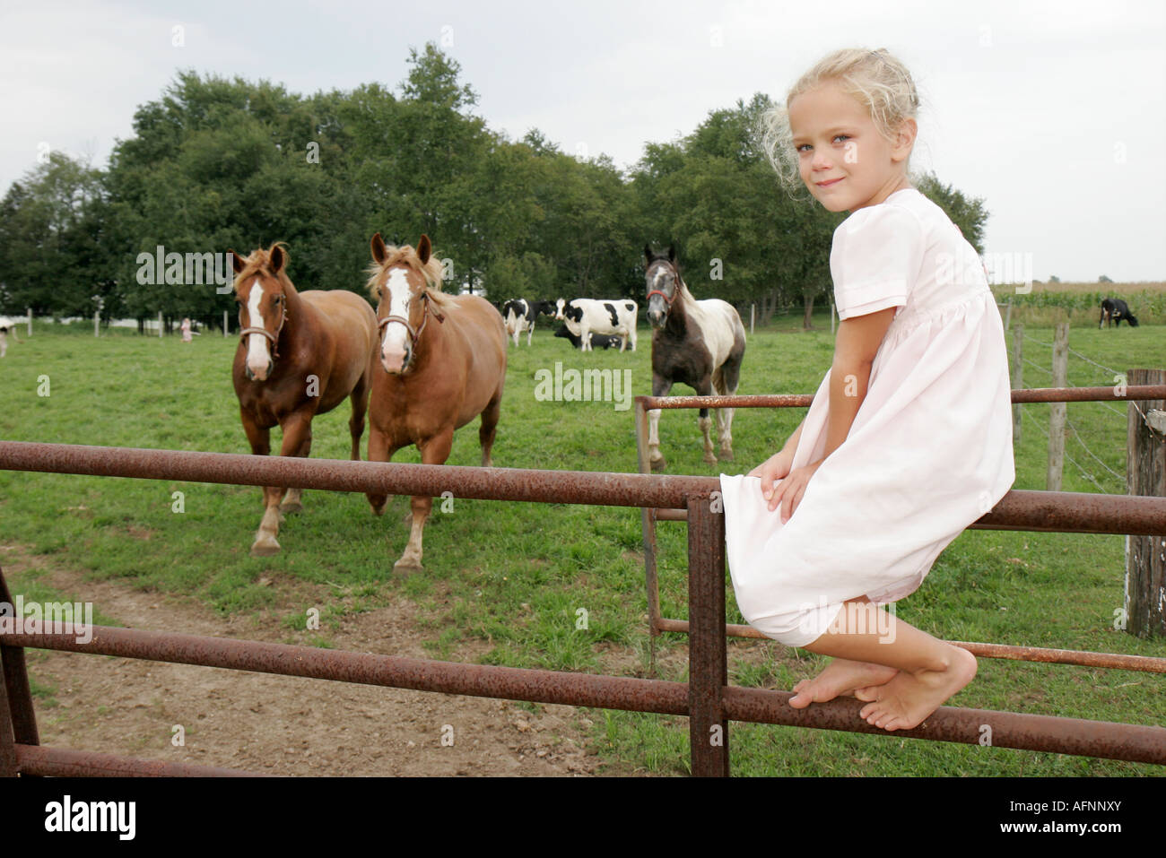 Indiana shipshewana amish farm tour hi-res stock photography and images ...