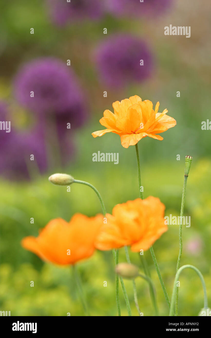 Poppies bloom studio hi-res stock photography and images - Alamy
