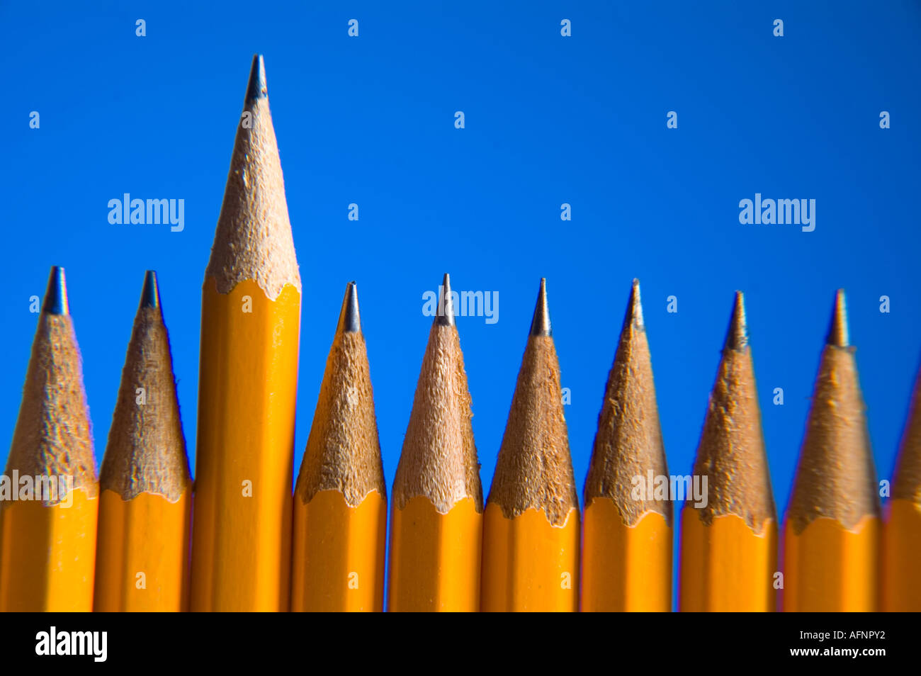 Line up of standard yellow freshly sharpened pencils Stock Photo - Alamy