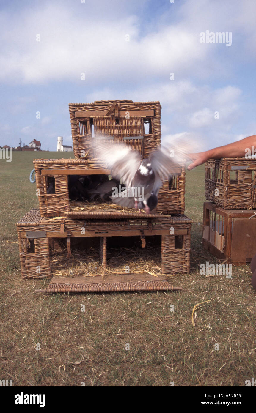 Racing pigeon transport hi-res stock photography and images - Alamy