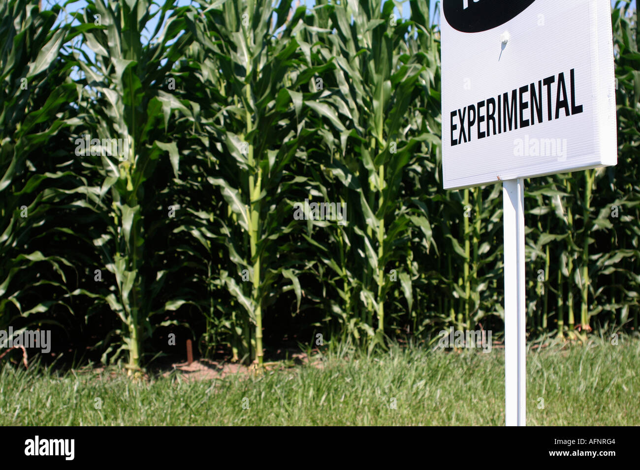 Corn demonstration plot Stock Photo - Alamy