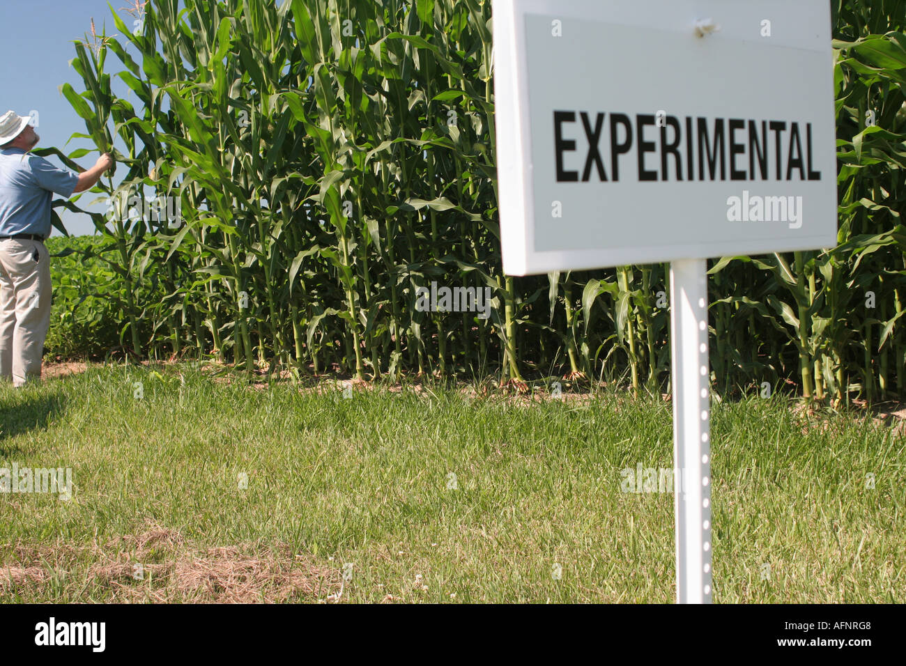 Corn demonstration plot man examines crop Stock Photo - Alamy