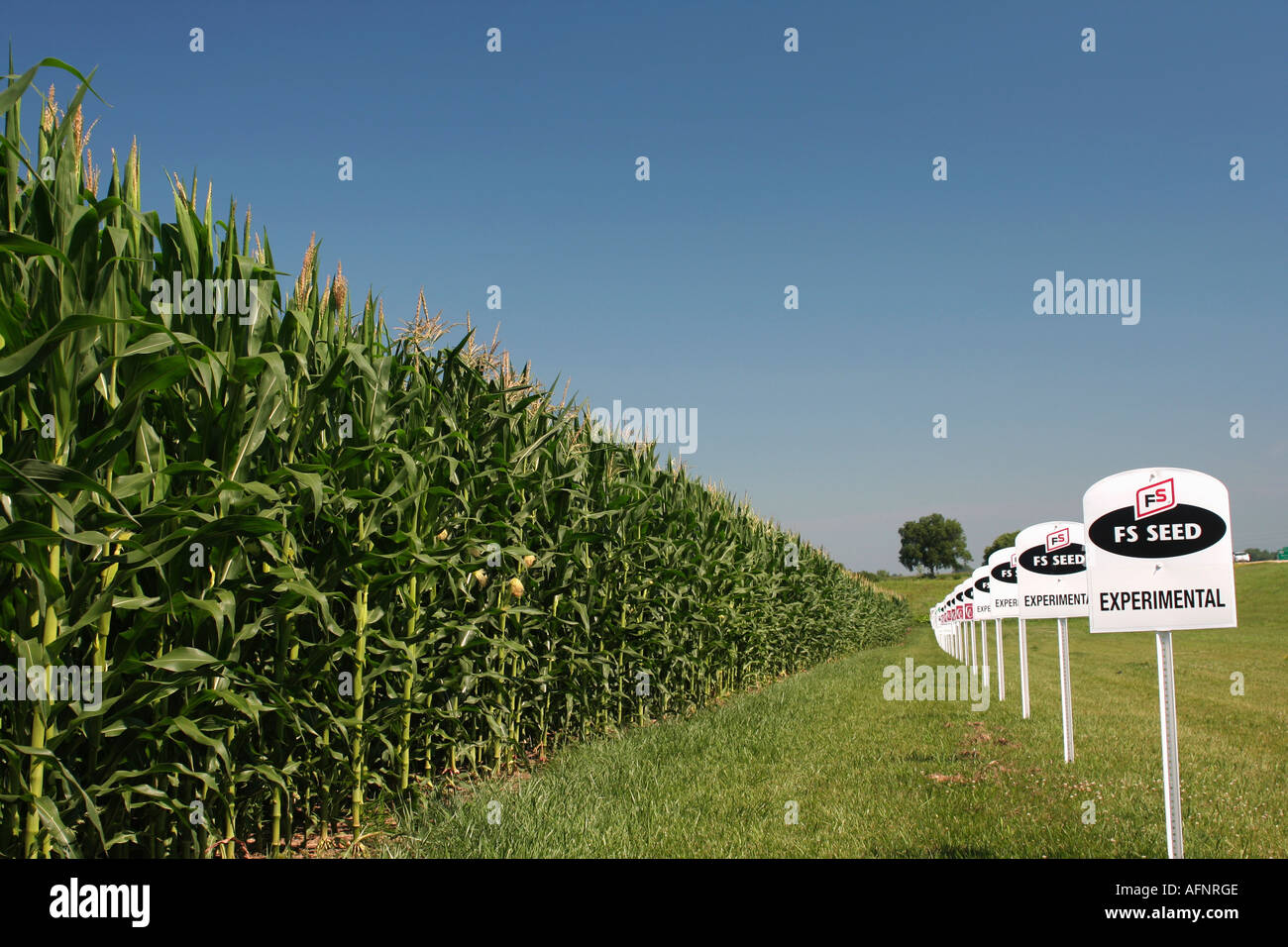 Corn demonstration plot Stock Photo - Alamy