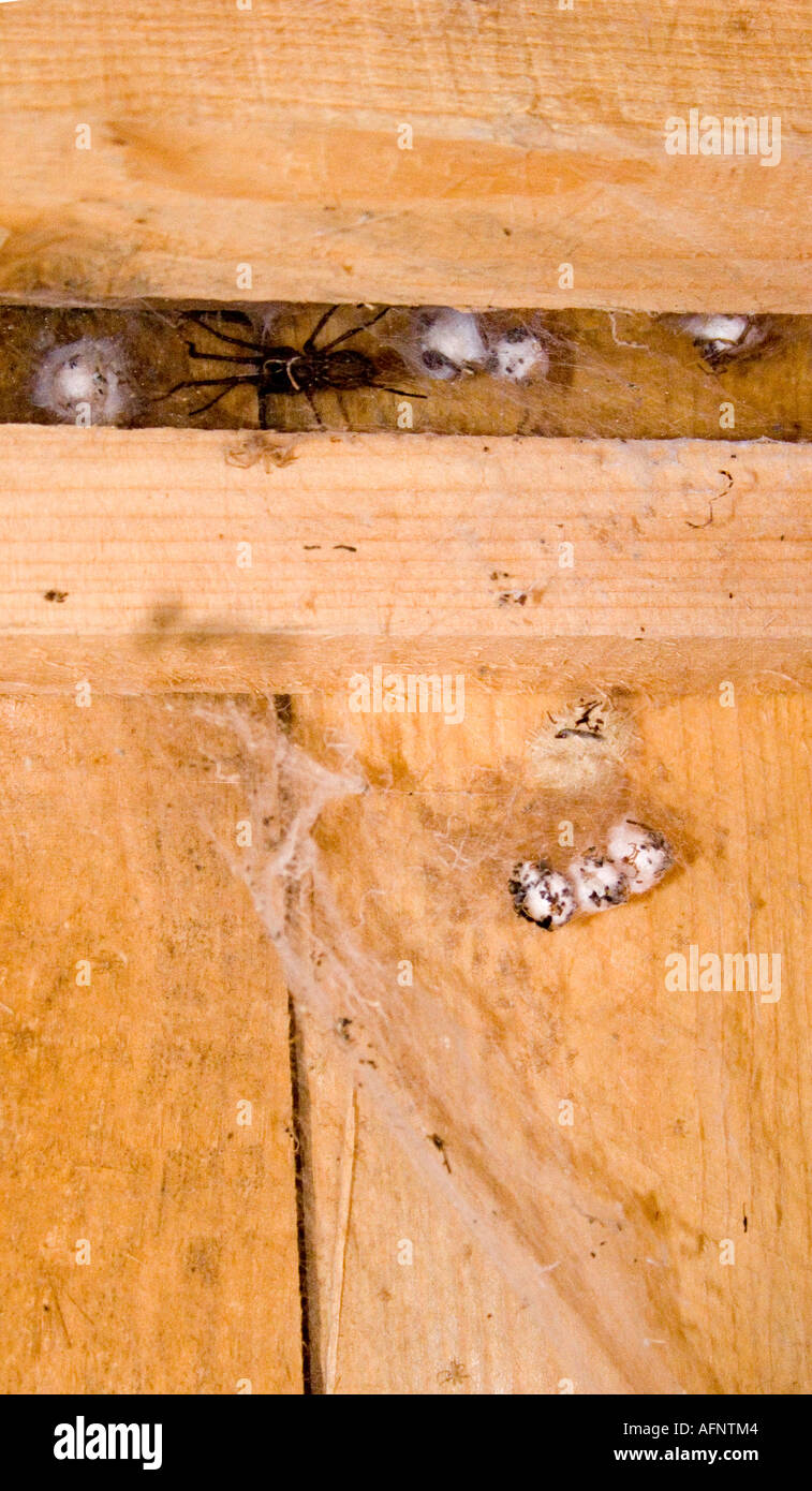 Spider making nest in garden shed Stock Photo - Alamy