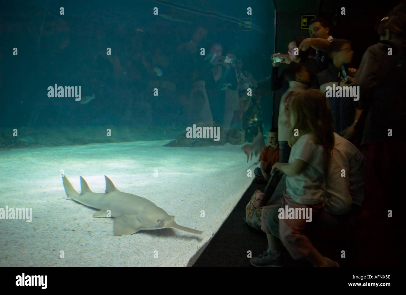 Italy Genoa Genova aquarium Stock Photo - Alamy