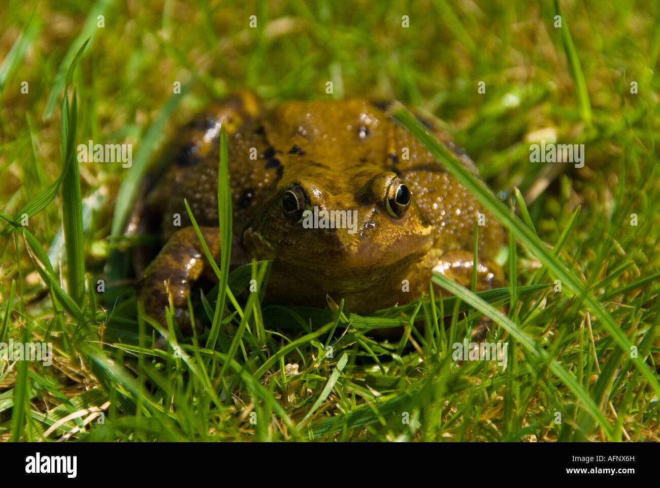Common Frog on Lawn Rana Temporaria Stock Photo - Alamy