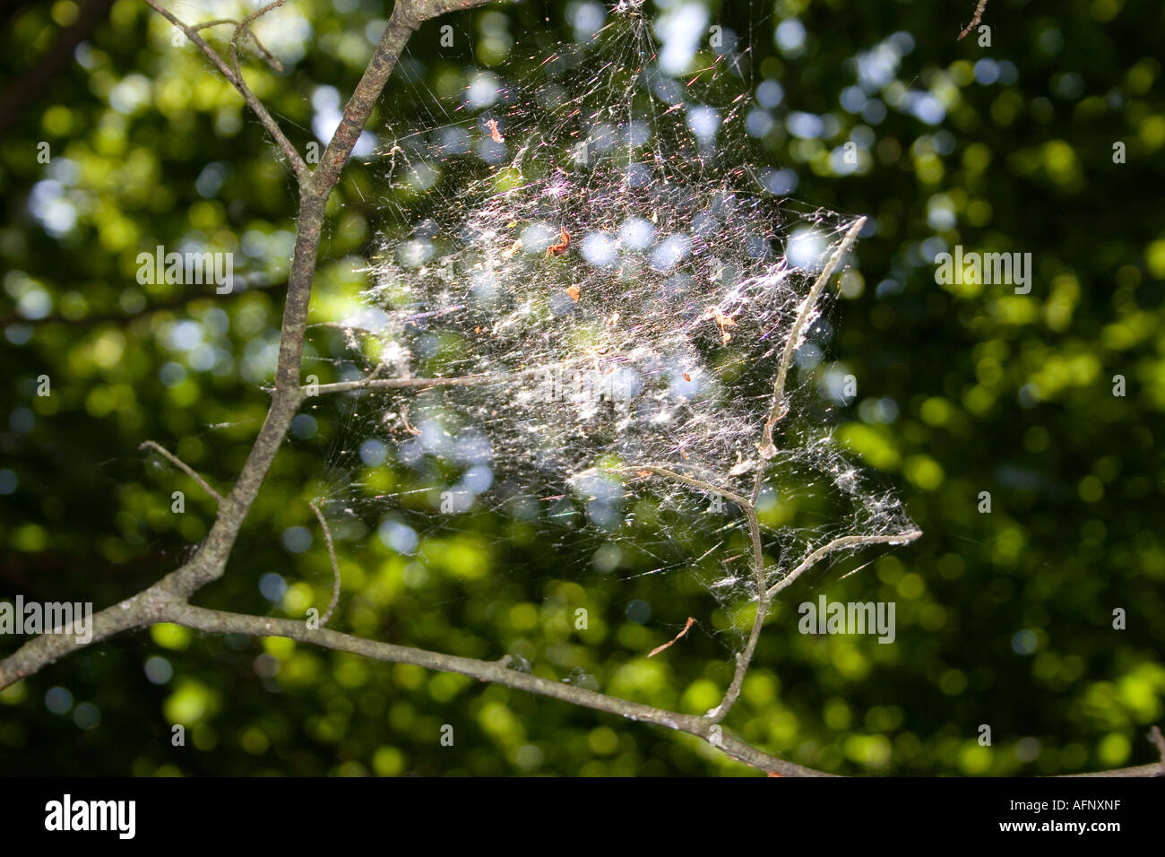 Spiders web suspended in tree branch back lit by sunlight Stock Photo ...