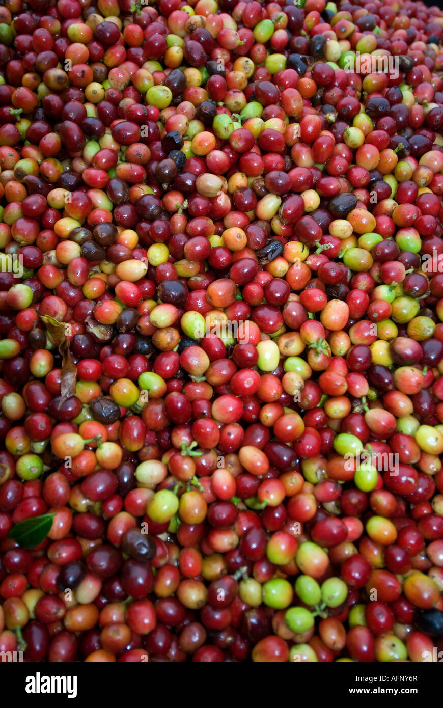 Hand picked coffee beans hi-res stock photography and images - Alamy