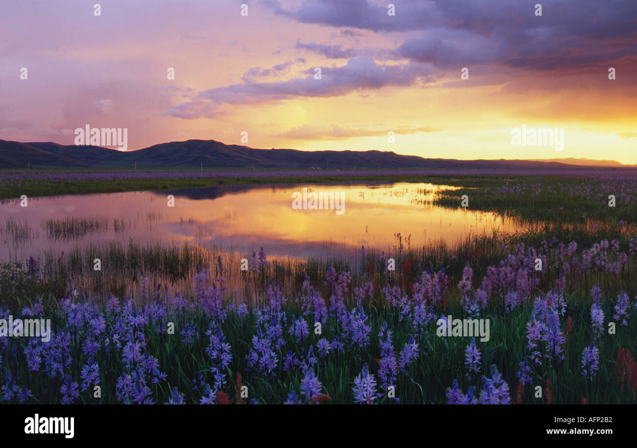 Wildflowers at sunset hi-res stock photography and images - Alamy