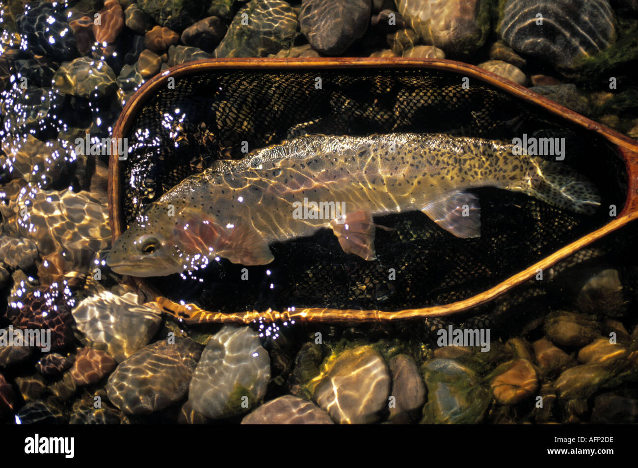 Flyfishing snake river hi-res stock photography and images - Alamy