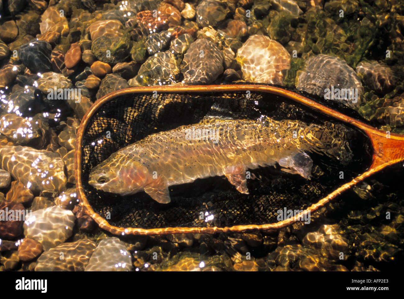 Cutthroat trout hi-res stock photography and images - Alamy