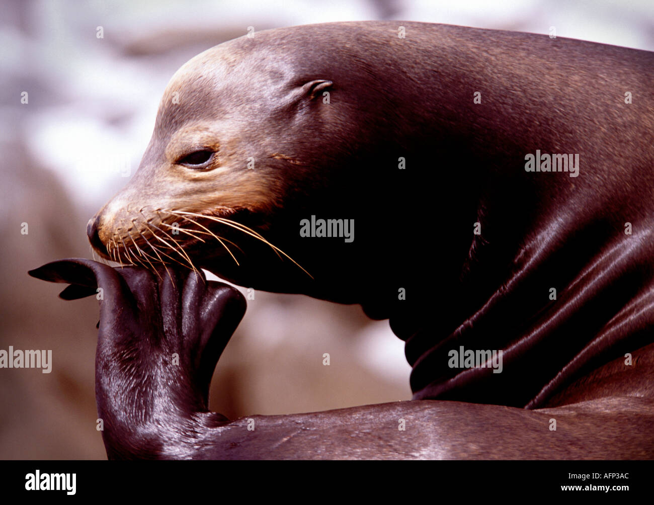 Lion Scratching Stock Photos & Lion Scratching Stock Images - Alamy