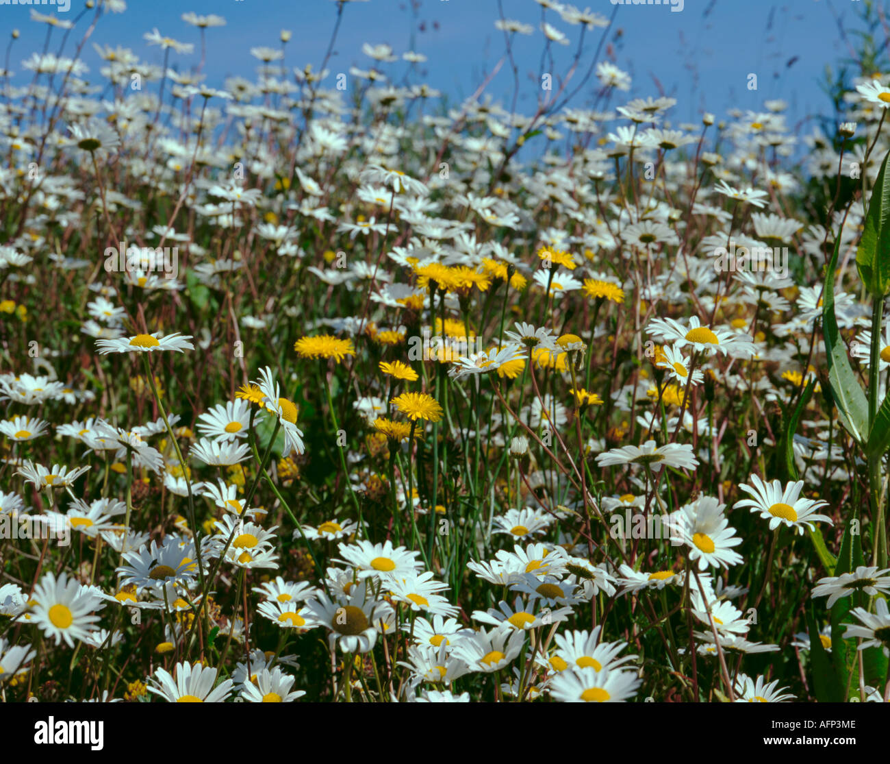 Ox-eye daisies (Leucanthemum vulgare), with yellow Common Catsear ...